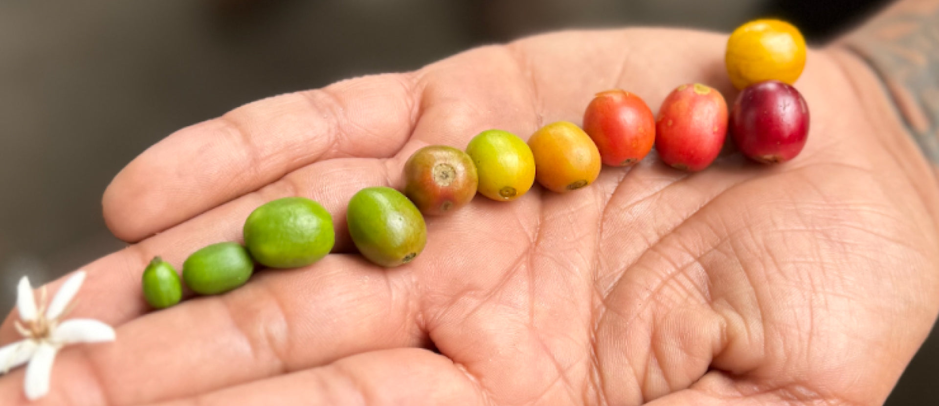 The World’s Most Unique Coffee Beans